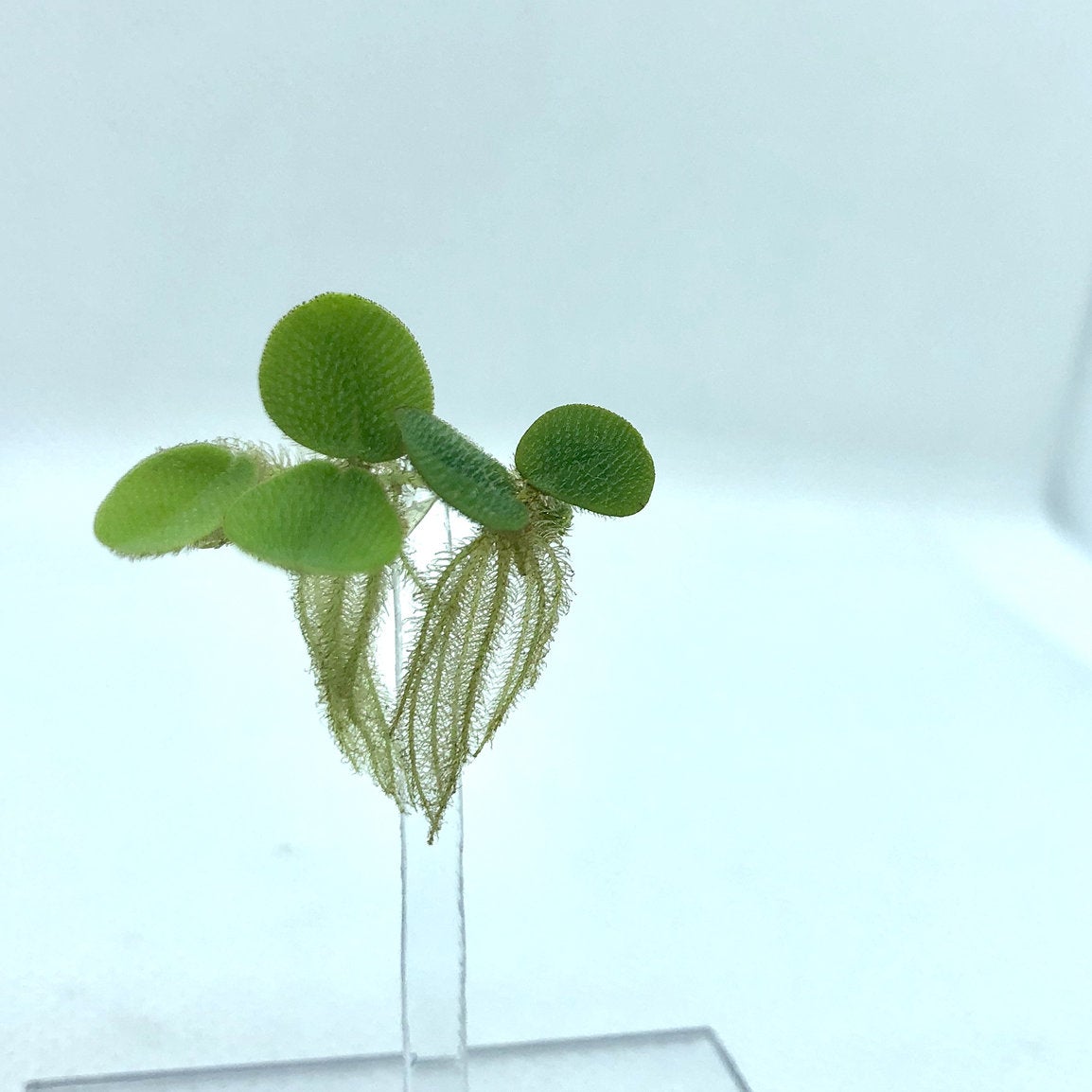Water Spangles (Salvinia Minima) – Aquarigram