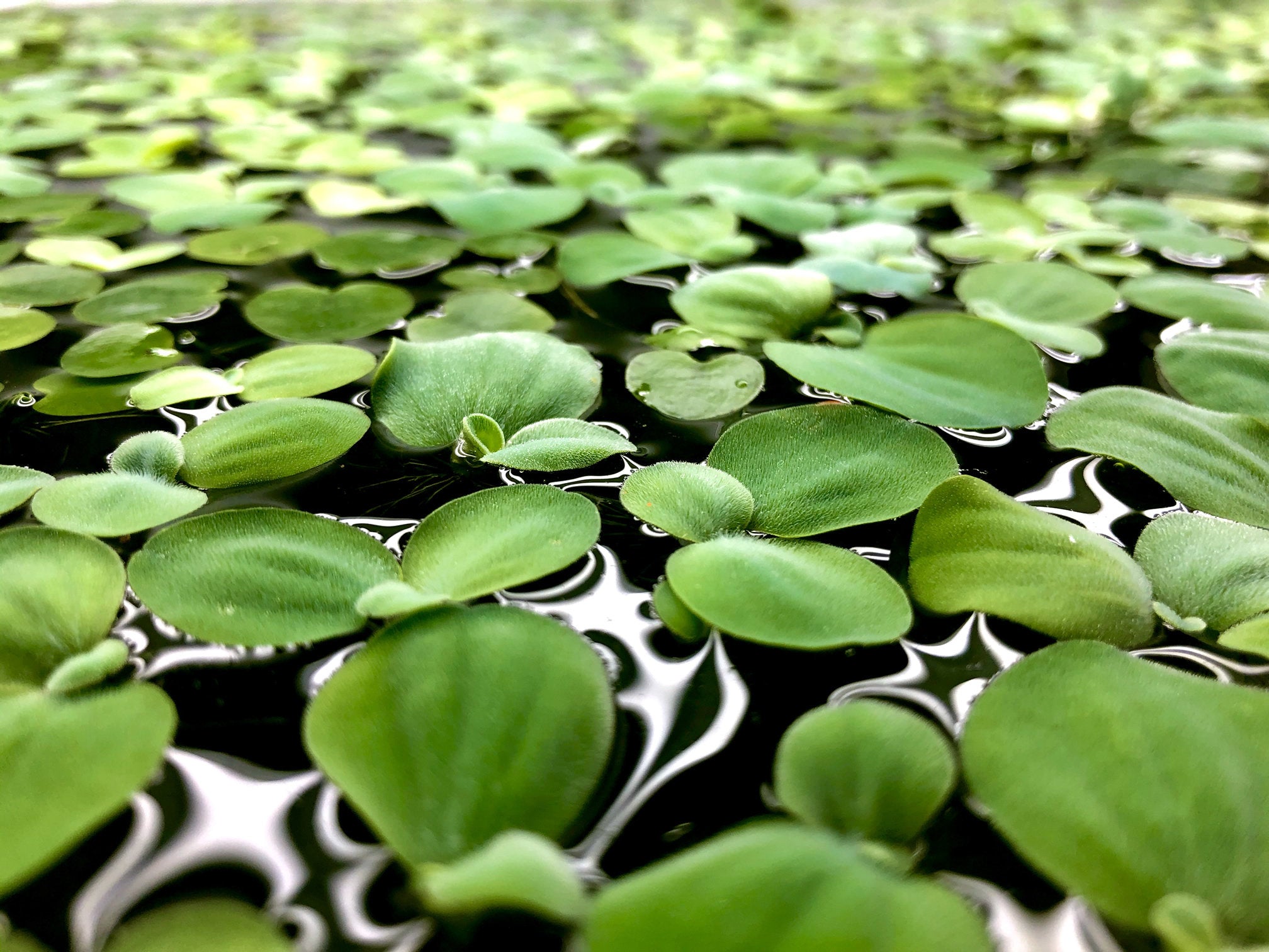Dwarf Water Lettuce – Aquarigram