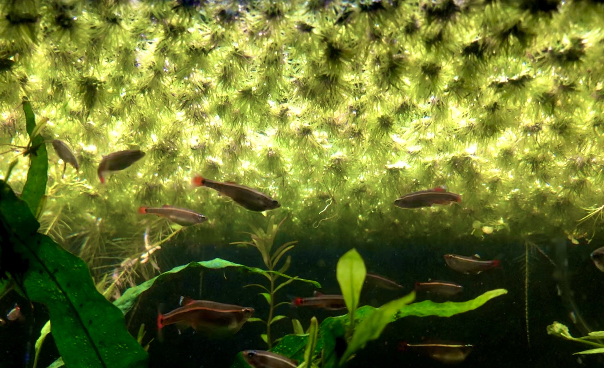 Riccia Water Spangles – Aquarigram